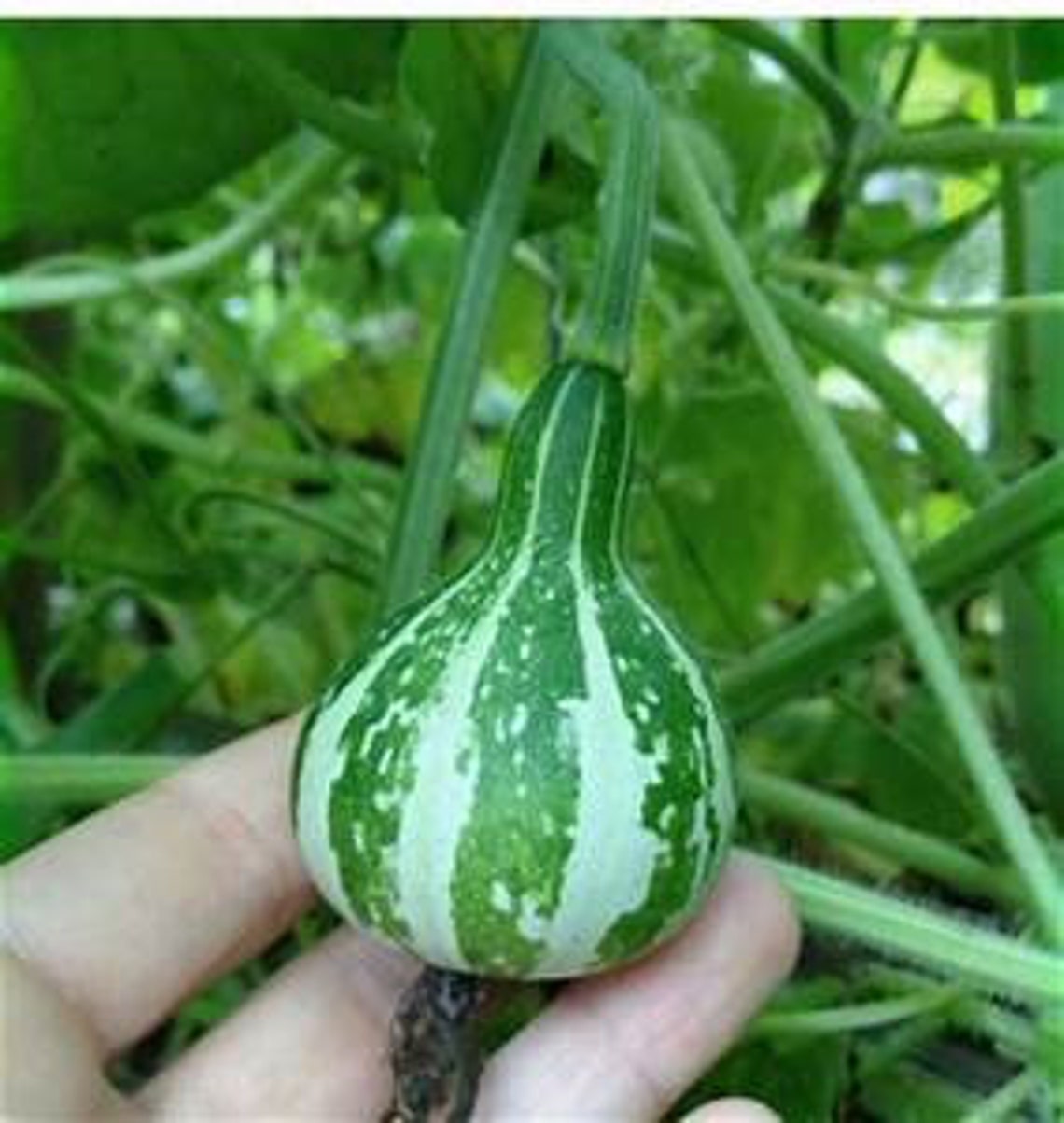 Tennessee Spinner Gourd Seeds - Etsy