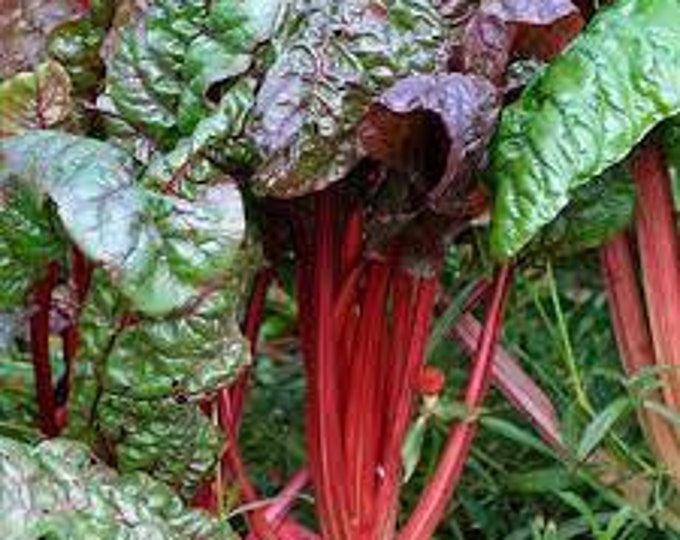 Ruby Red Swiss Chard Seeds - Etsy