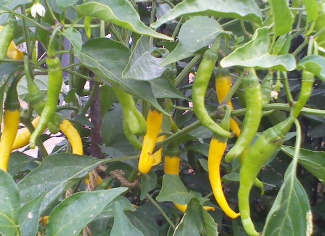 Golden Cayenne Hot Pepper Seeds - Etsy