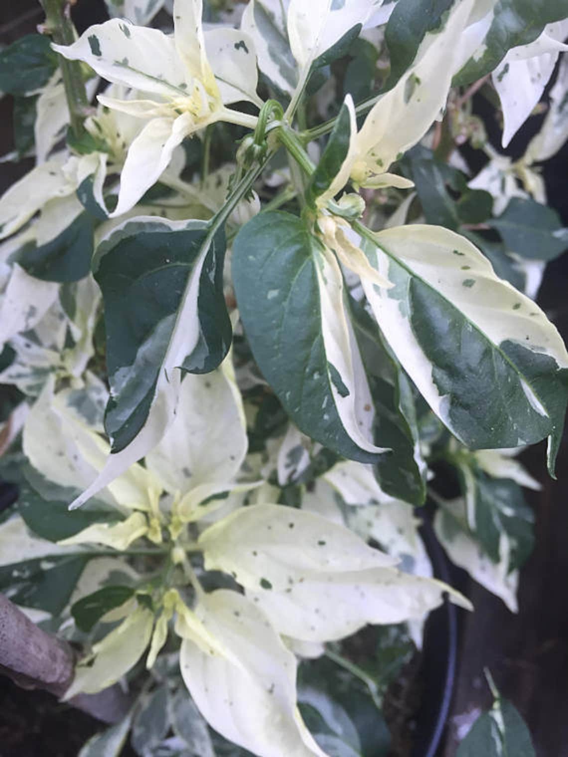 Fish Pepper Seeds variegated Plants & Peppers - Etsy