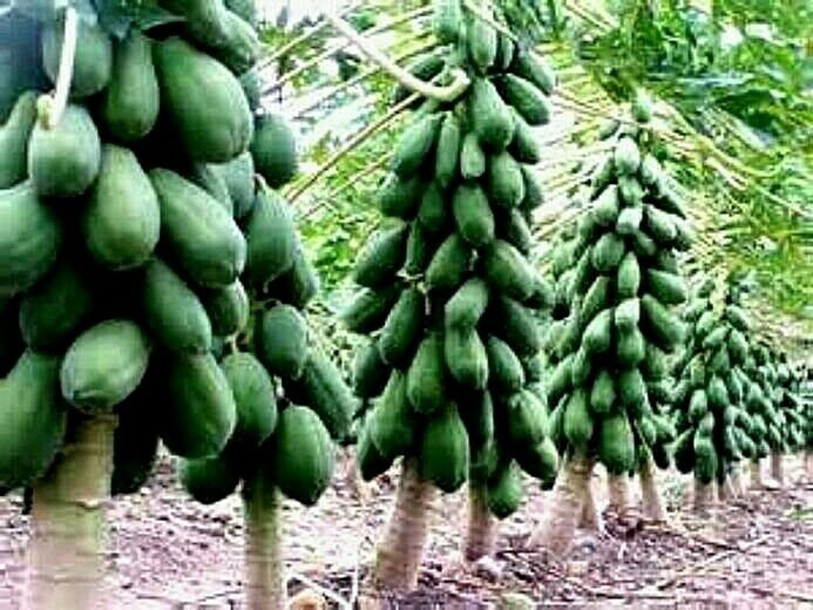 Maradol Papaya Tree Seeds Pousse des fruits en seulement 9 - Etsy France