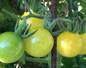 Yellow Candy Cherry Tomato Heirloom Tomato Seeds | Etsy