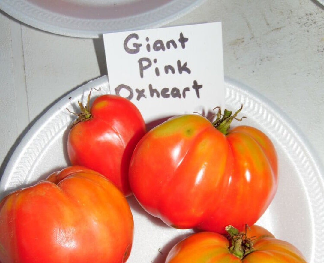 Giant Pink Oxheart Tomato Seeds - Etsy