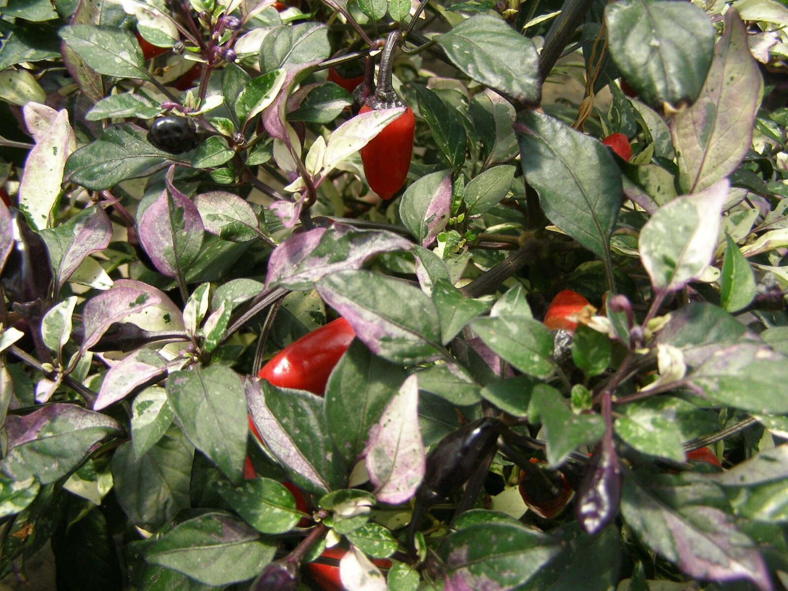 Calico Variegated Ornamental Hot Pepper Seeds - Etsy