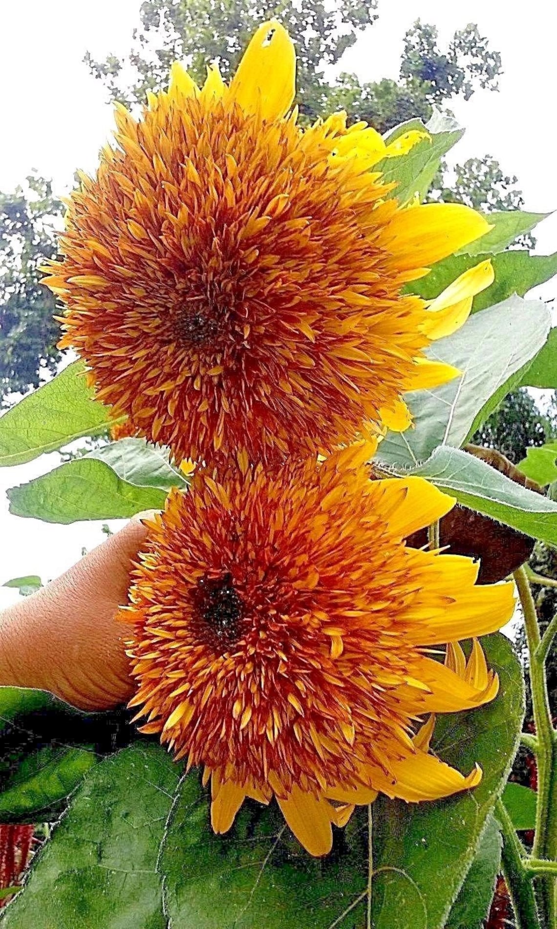 Tiger's Eye Sunflower - Etsy