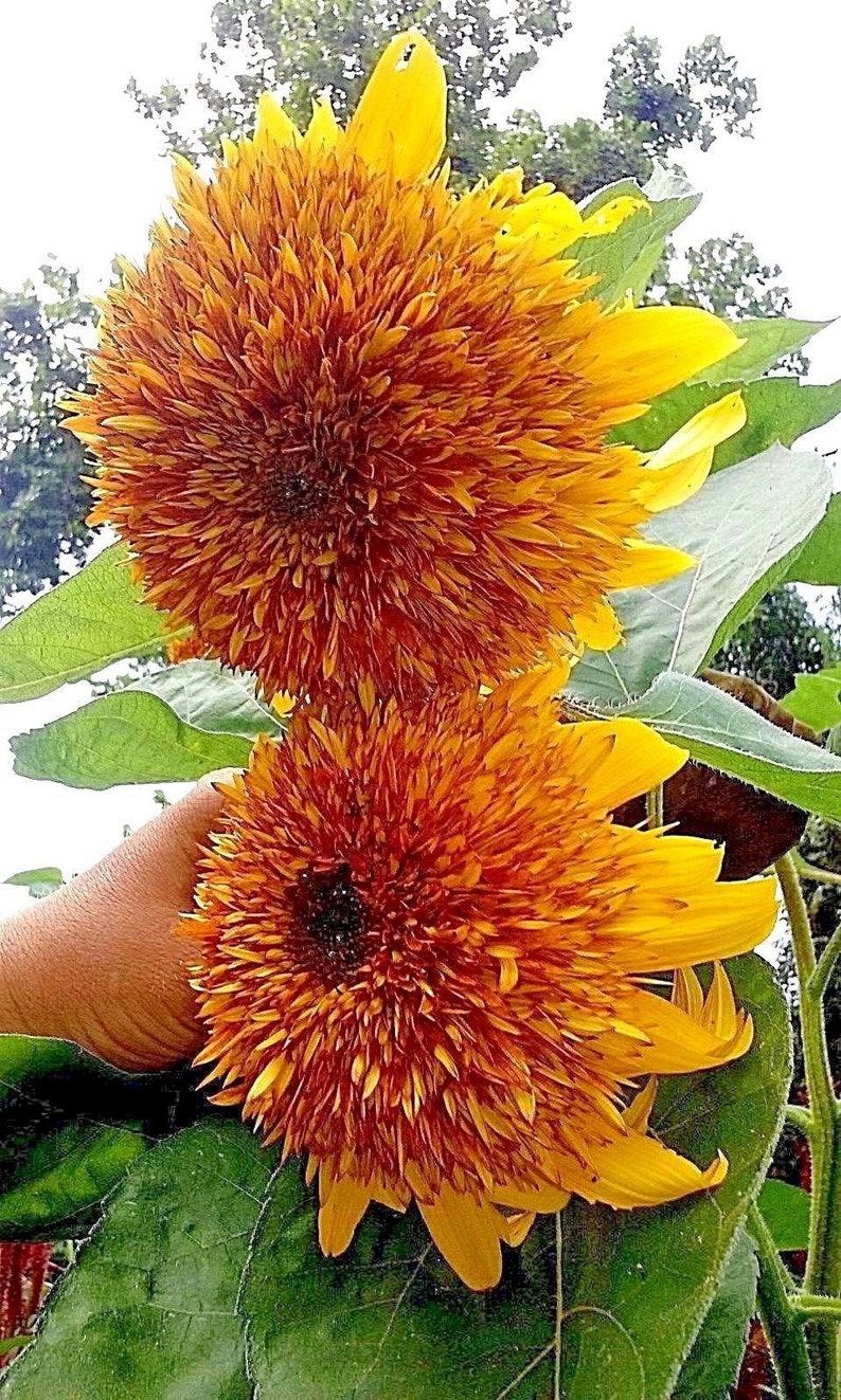 Tiger's Eye Sunflower - Etsy
