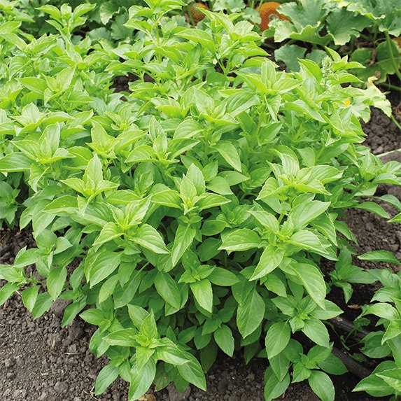 Lemon Basil Seeds - Etsy