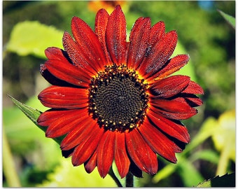 USA SELLER Red Sun Sunflower 25 Seeds HEIRLOOM Helianthus - Etsy