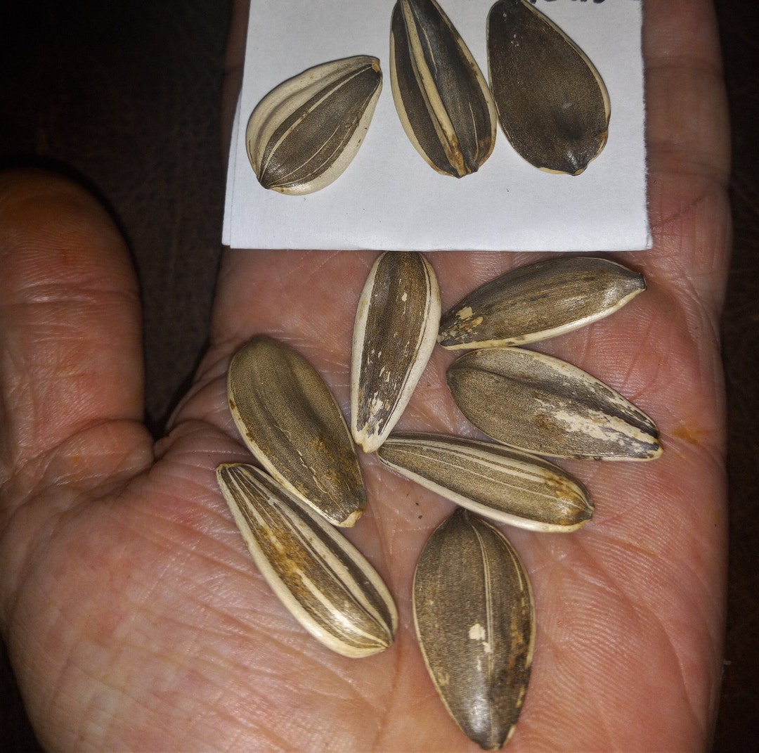 Israeli Giant Sunflower Seeds - Etsy
