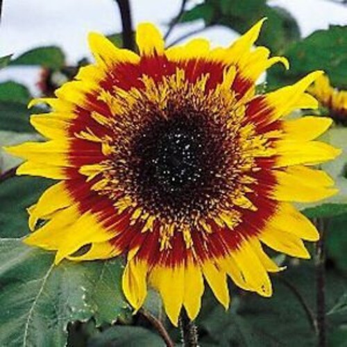 Magic Roundabout Sunflower Seeds loads of Small Heads - Etsy