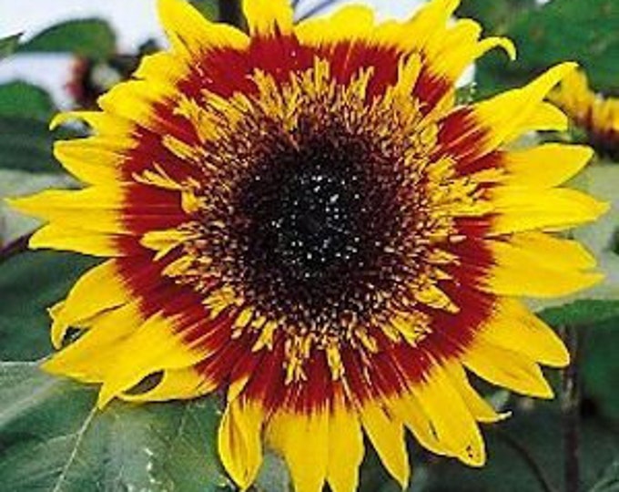 The Joker Sunflower Seeds (loads of Medium & Small Heads) - Etsy