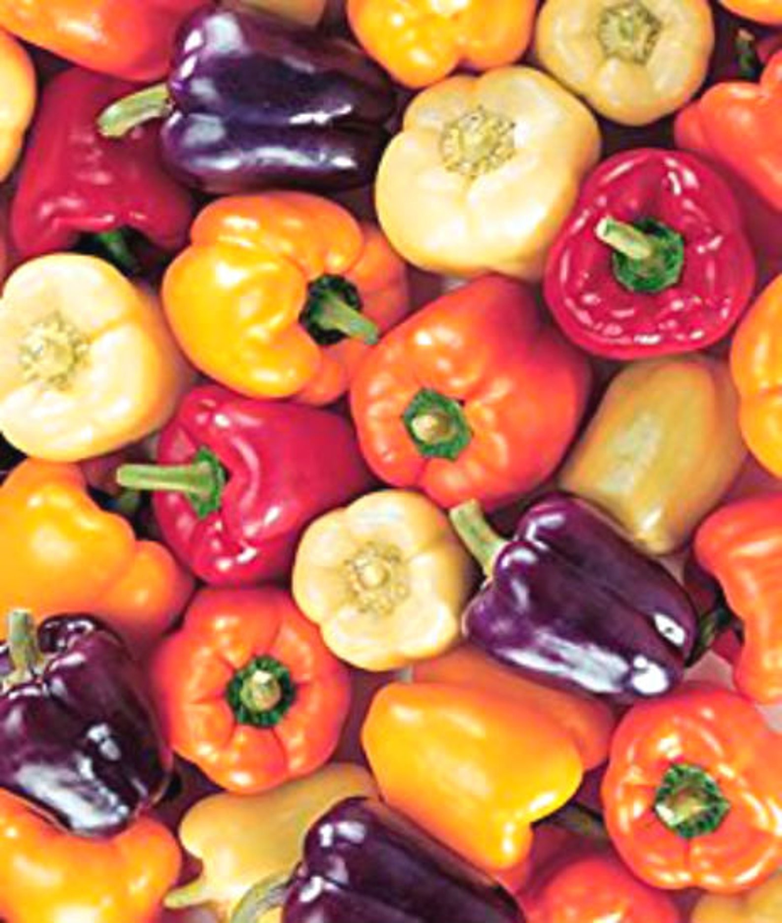 Grand Bell Mix Pepper Seeds - Etsy