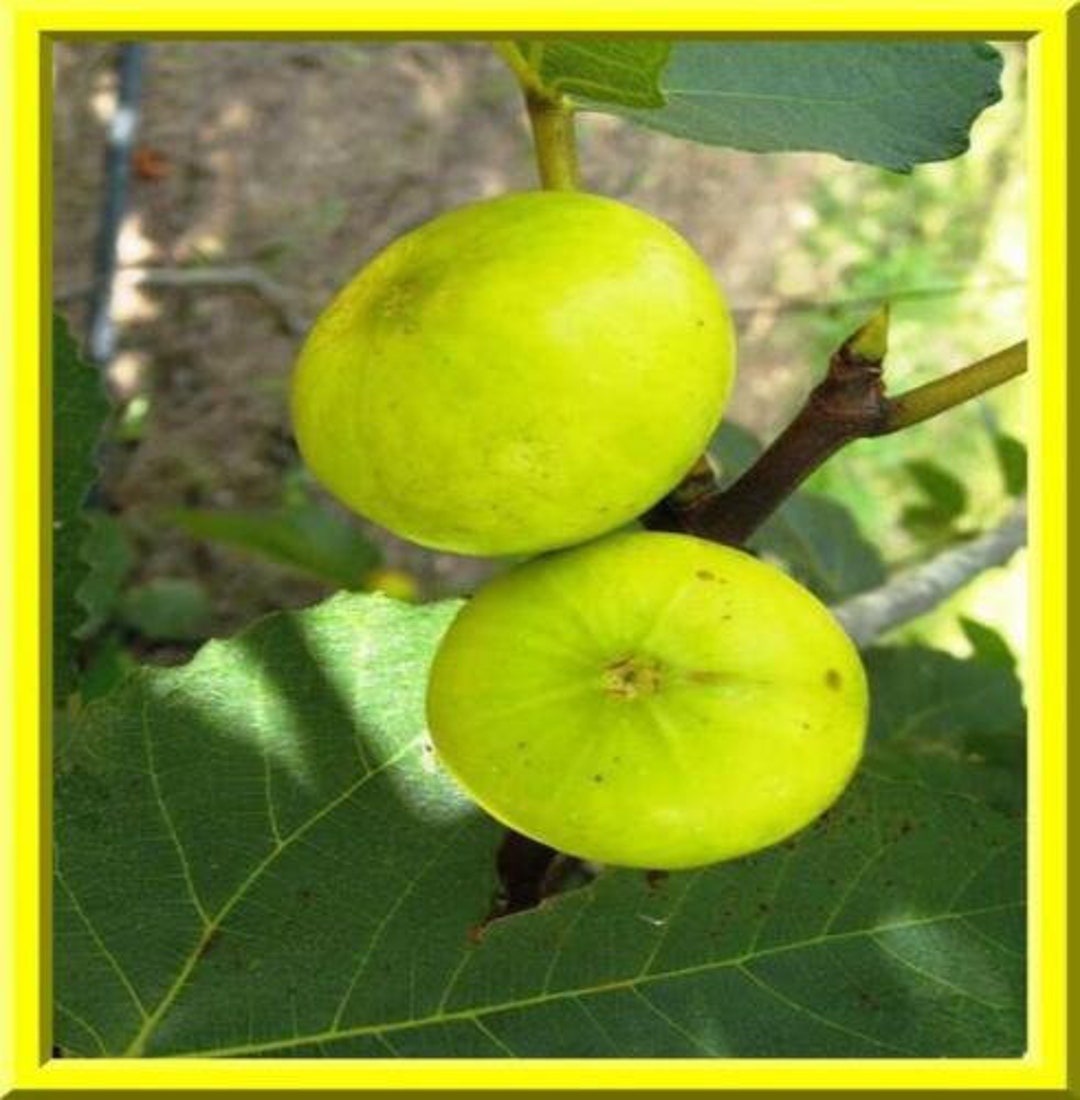 Golden Fig Tree Seeds - Etsy