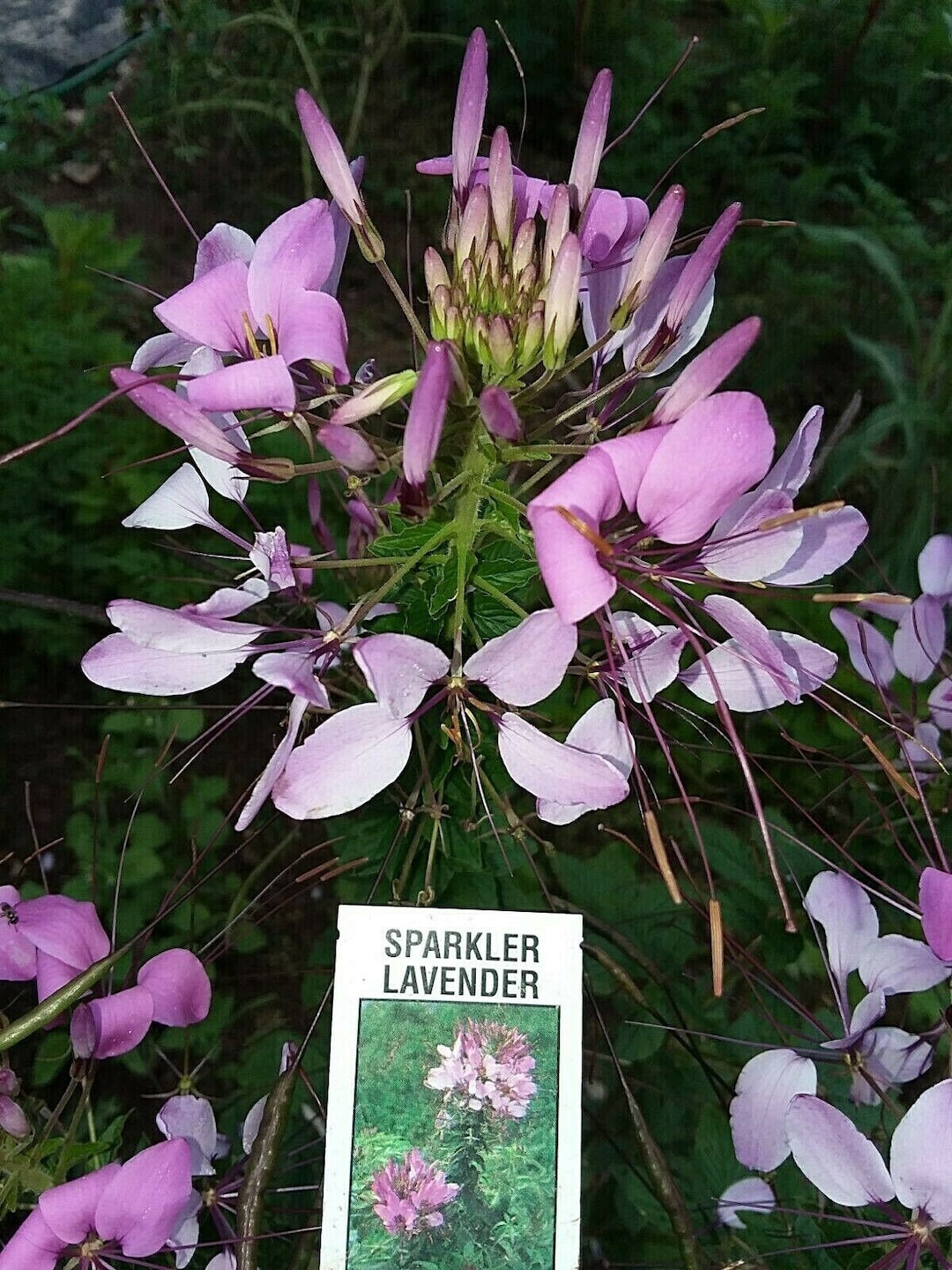 Dwarf Lavender Sparkler Cleome Seeds- (spider Flower) - Etsy