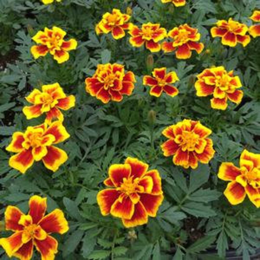 Safari Yellow Fire Marigold - Etsy