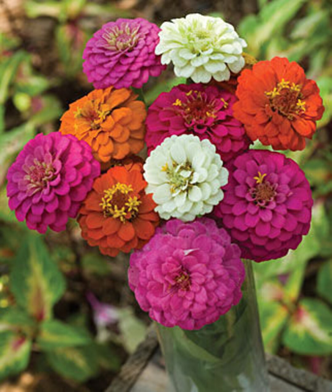 Zinnia - Large Mix (30 Seeds) - Etsy