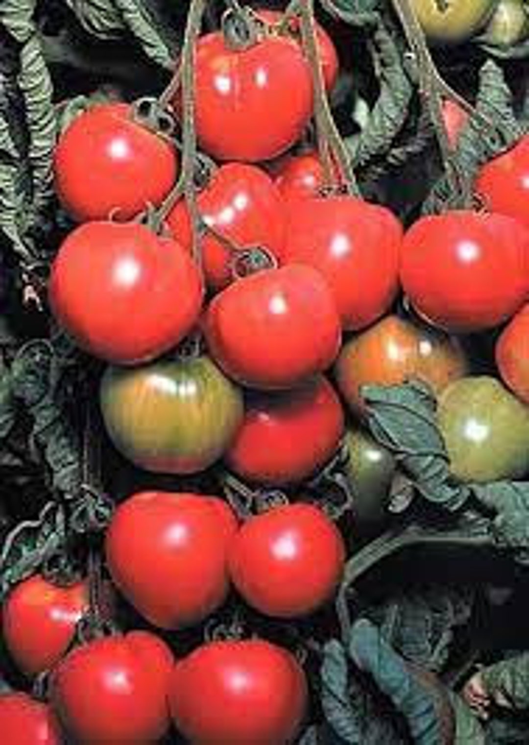 Early Cascade Tomato Seeds - Etsy