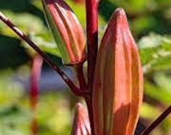 Alabama Red Okra Seeds - Etsy