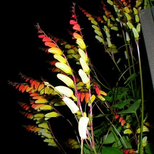 Beautiful Firecracker Vine (mina Lobata) Exotic Love Vine Seeds - Etsy