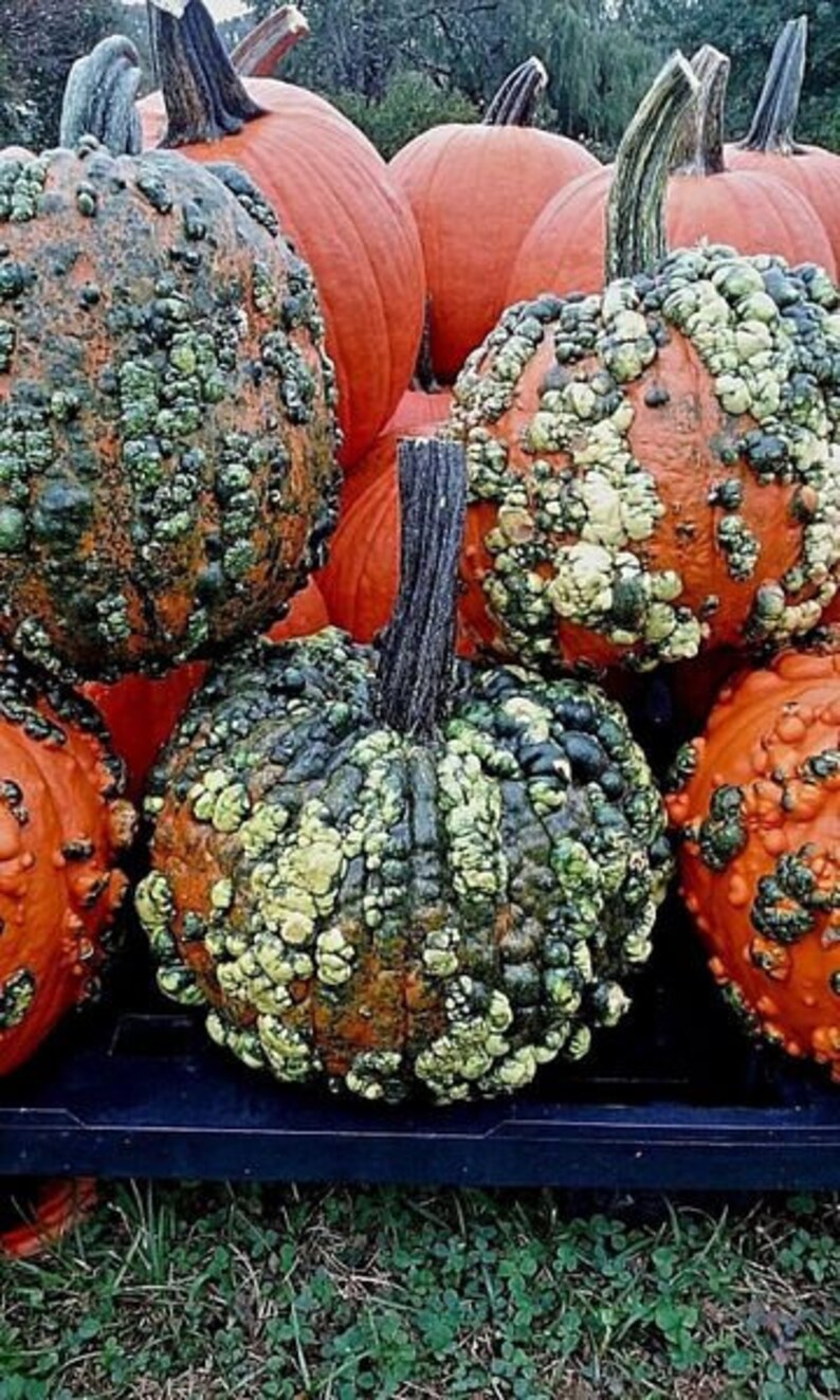 Warty Goblin Pumpkin large Size | Etsy