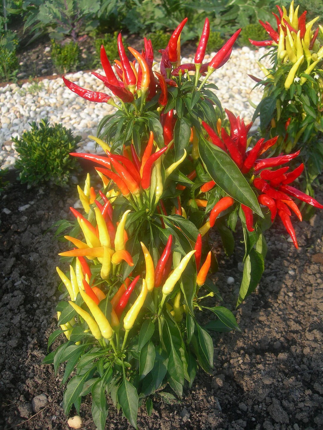 Medusa Ornamental Pepper Seeds - Etsy