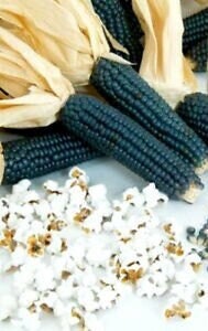 Mini Blue Popcorn Seeds - Makes Great Tasting Popcorn! - Etsy