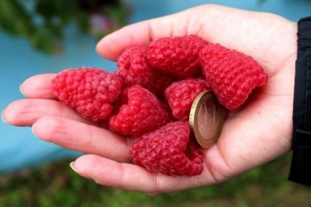 JUMBO Red Raspberry Bush Seeds! BIG & SWEET! - Etsy