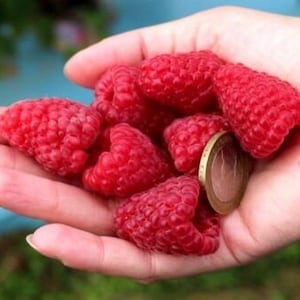 JUMBO Red Raspberry Bush Seeds BIG & SWEET - Etsy