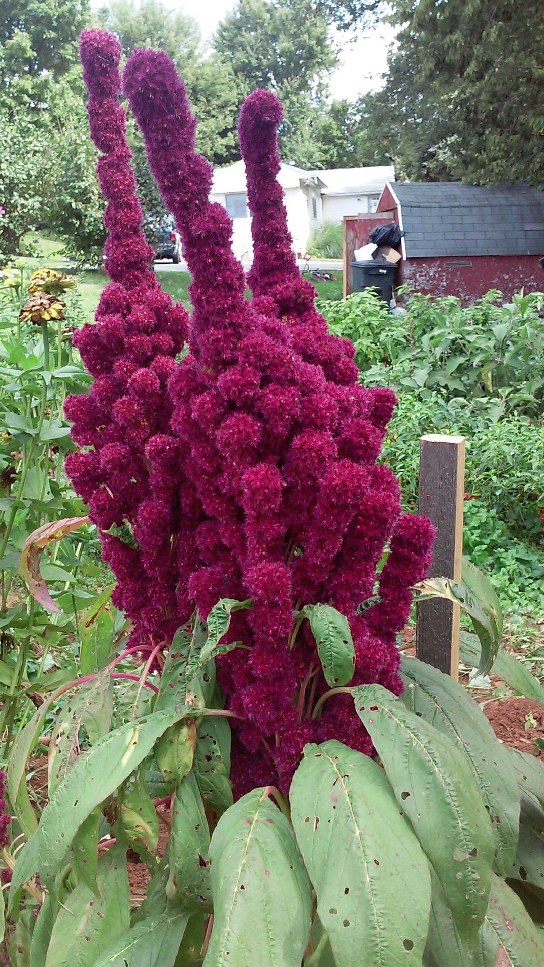 Purple Elephant Head Amaranth Seeds - Etsy