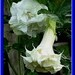 Custom Devil Trumpet Mix (datura Bush Seed) -15 Seeds - Etsy