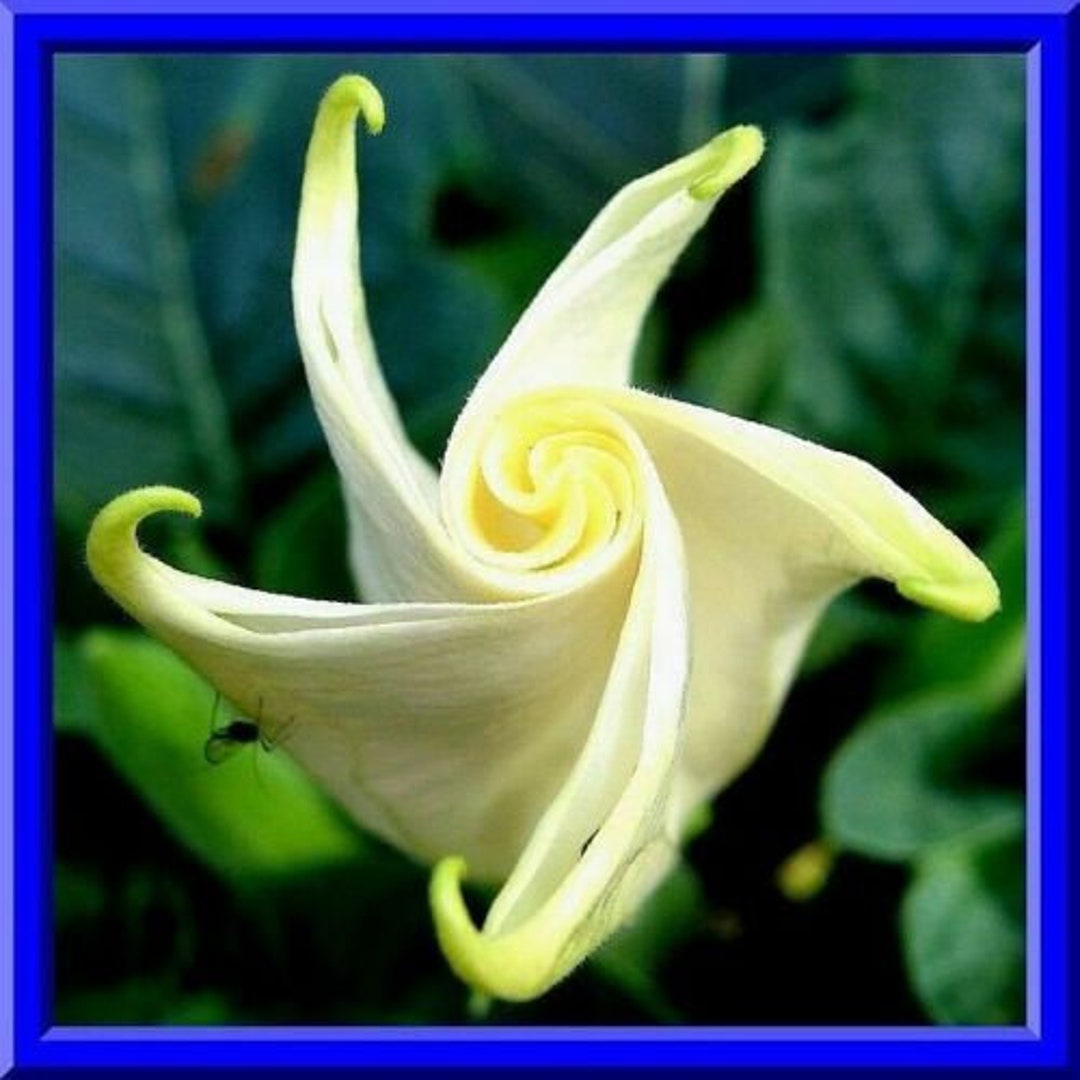 Double White W/ Yellow Edge Devil Trumpet - Etsy