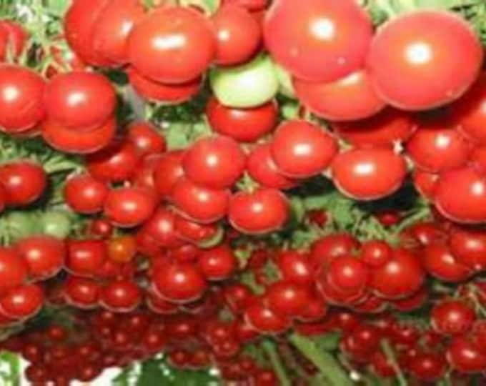 Italian Tree Tomato Seeds - Etsy