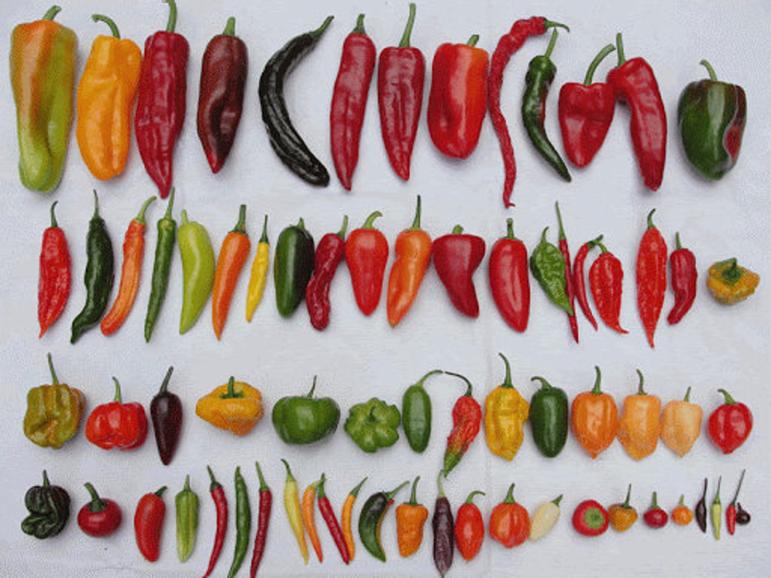Custom Hot Pepper Mix- (made From 70 Kinds) - Etsy