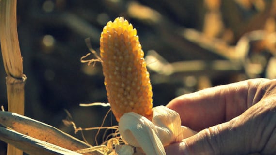 Tiny Kernel Popcorn | Etsy