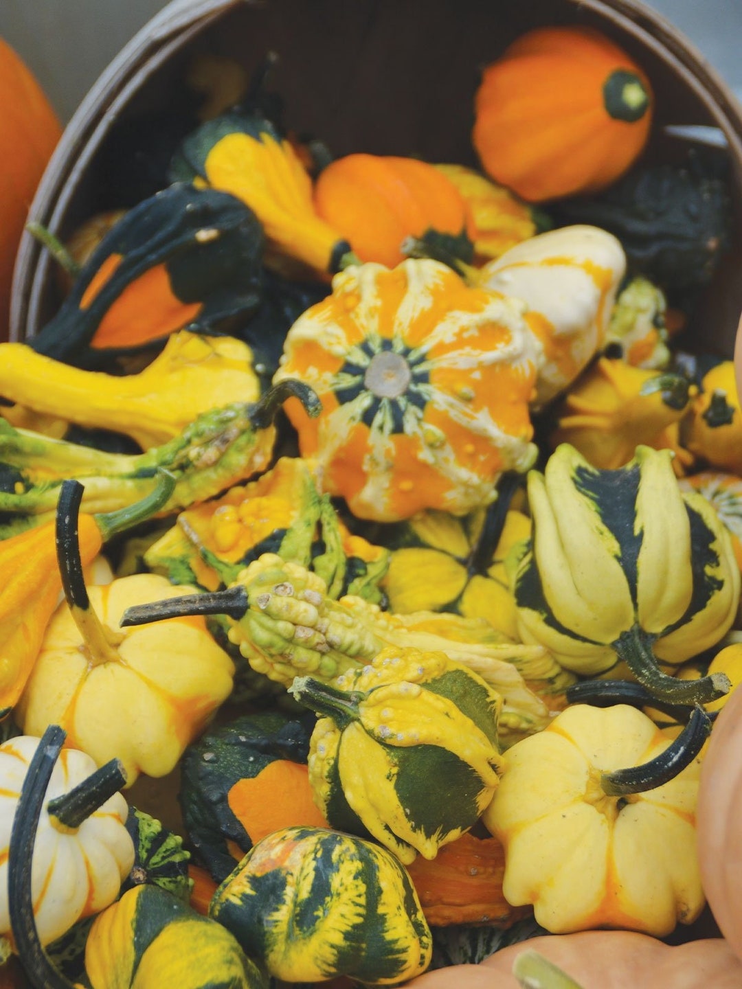 Small Ornamental Fall Gourd Mixed Seeds - Etsy