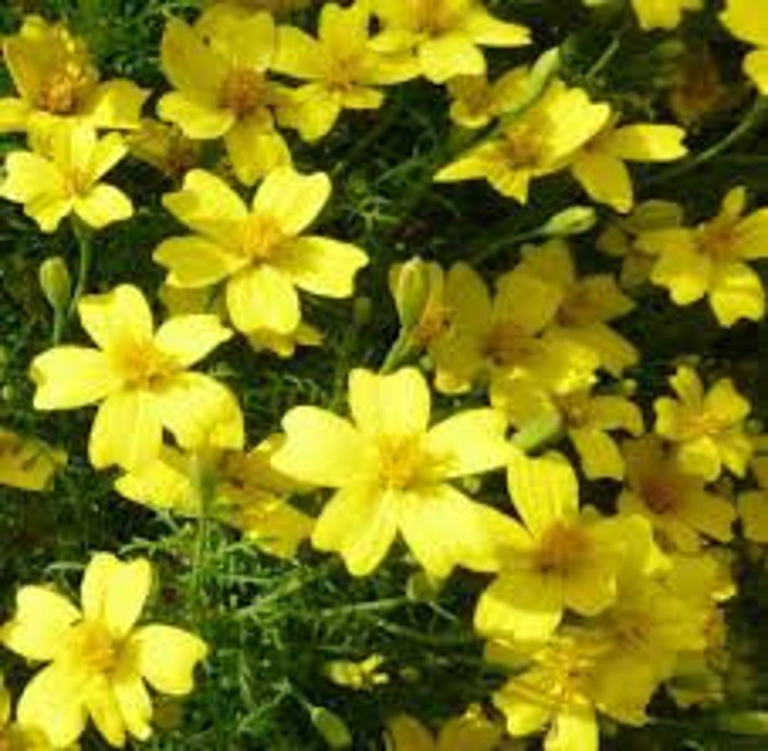 Lemon Gem Marigold Seeds - Etsy