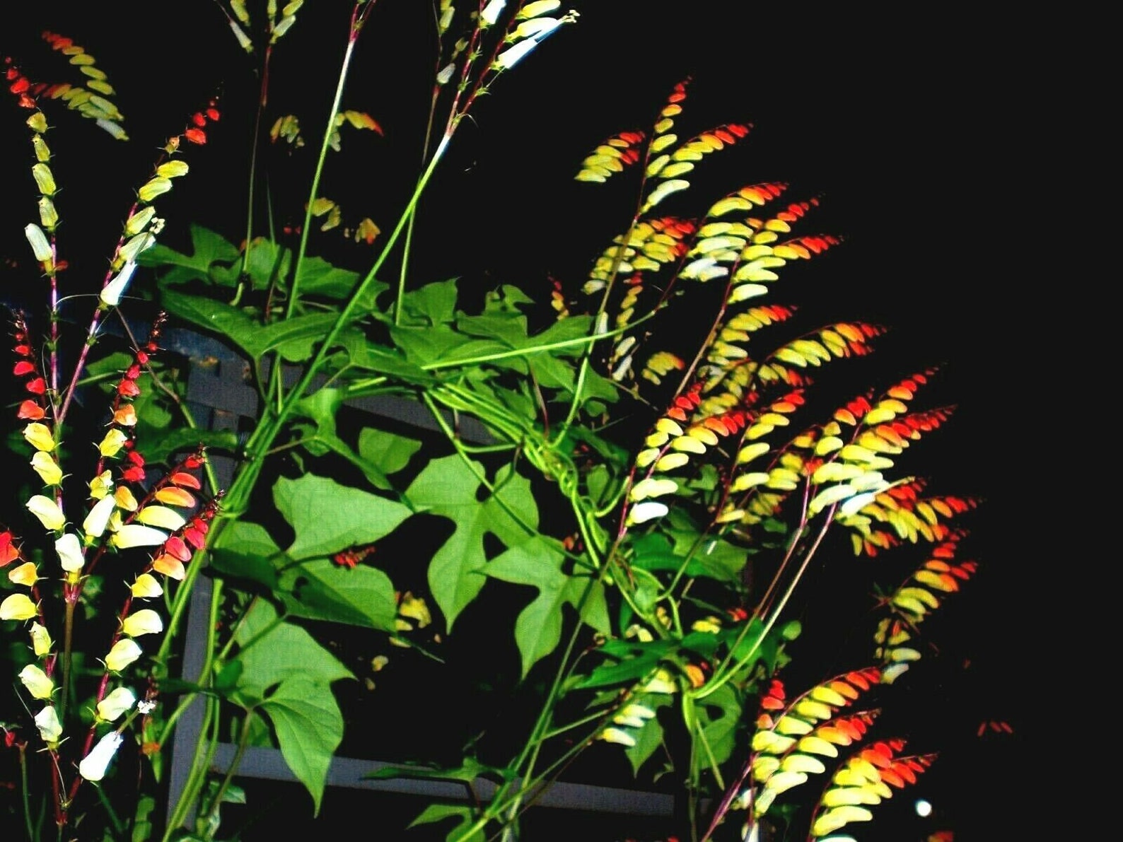 Beautiful Firecracker Vine (mina Lobata) Exotic Love Vine Seeds - Etsy