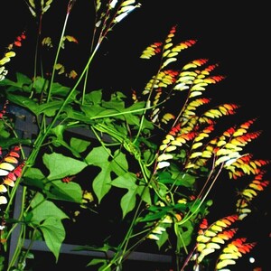 Beautiful Firecracker Vine (mina Lobata) Exotic Love Vine Seeds - Etsy