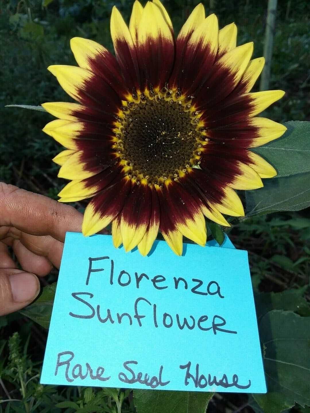 Florenza Sunflower Seeds - Etsy