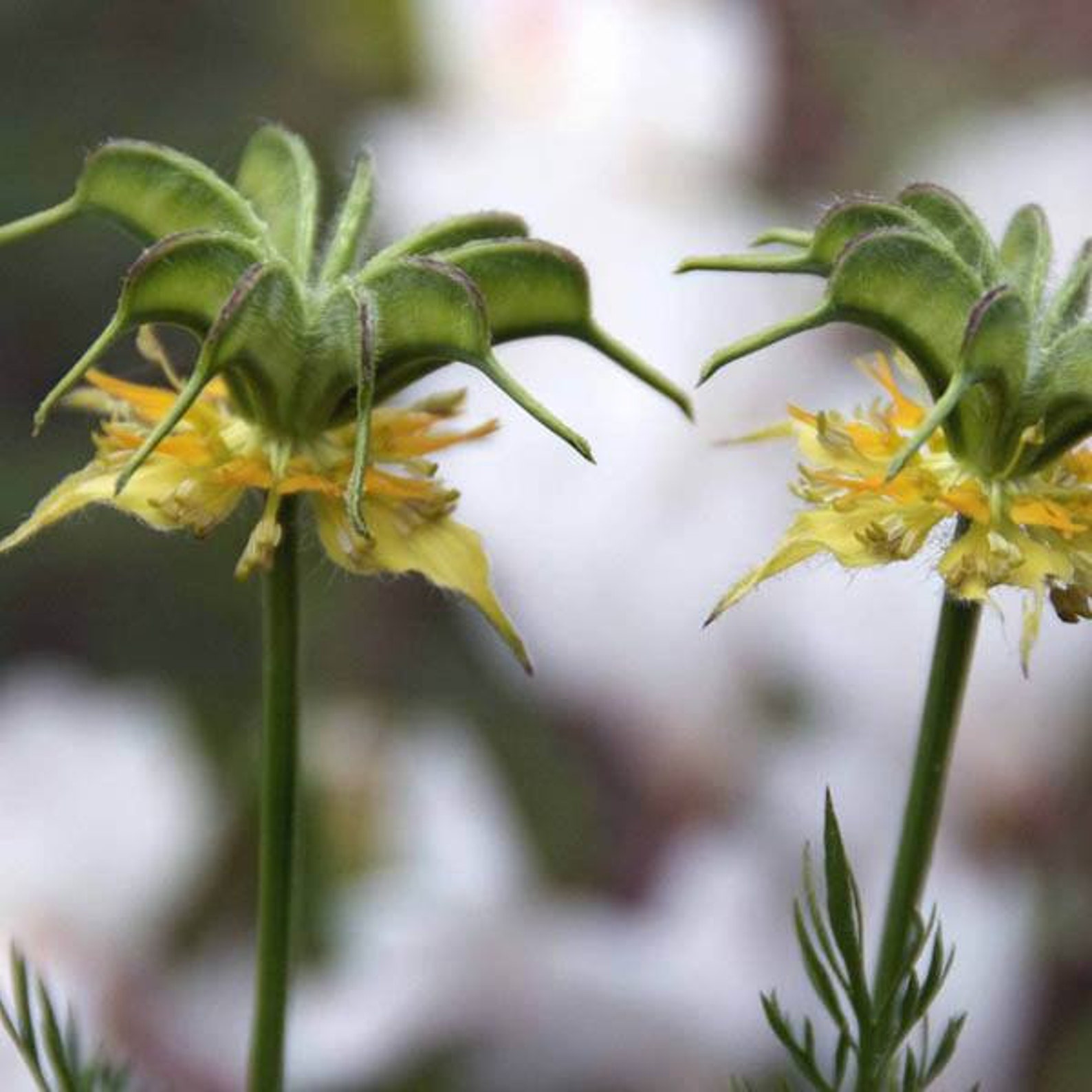 Love in a Mist Transformers nigella Orientalis - Etsy