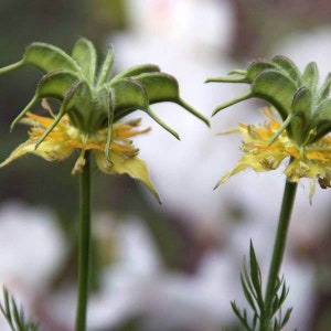 Love in a Mist Transformers nigella Orientalis | Etsy