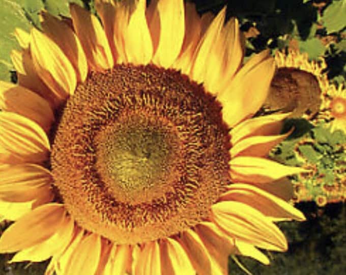 American Giant Sunflower - Etsy