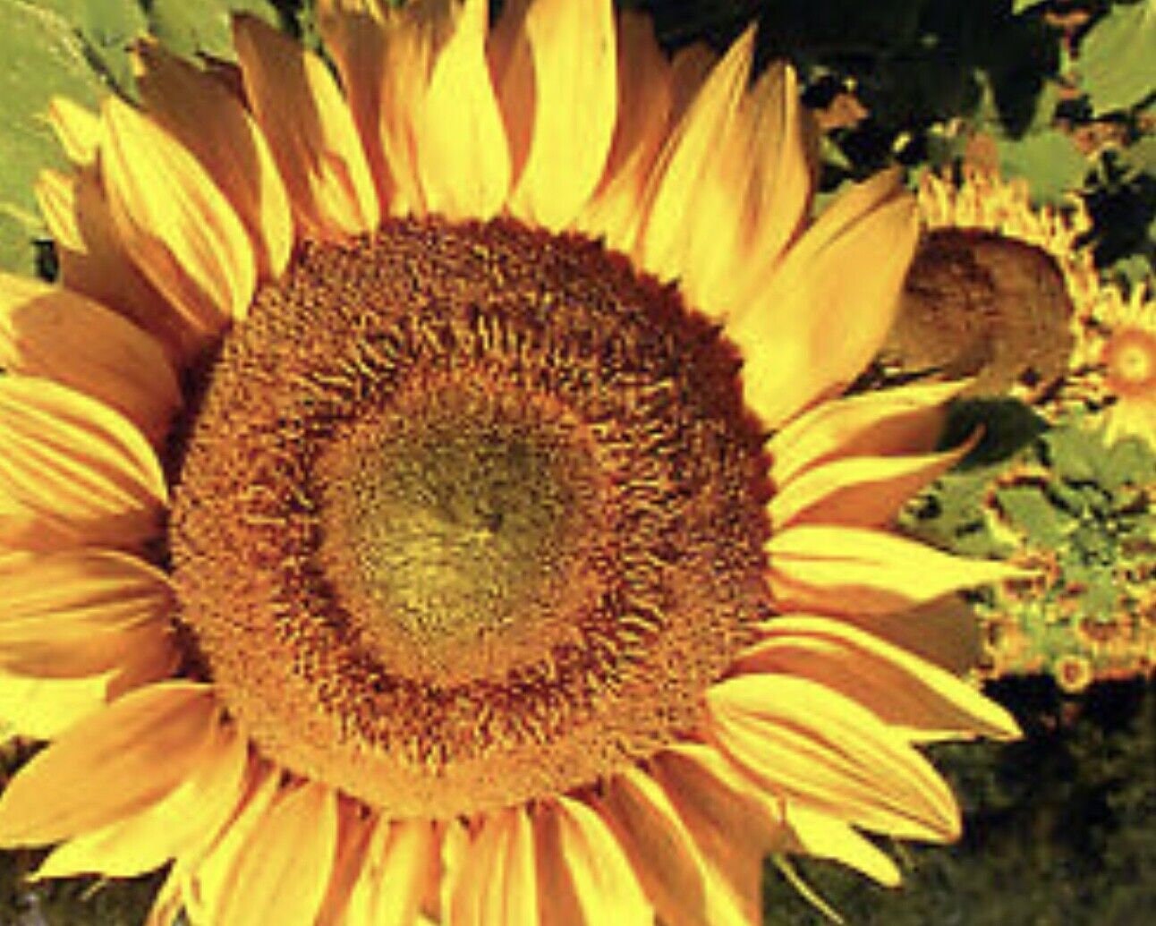 American Giant Sunflower - Etsy