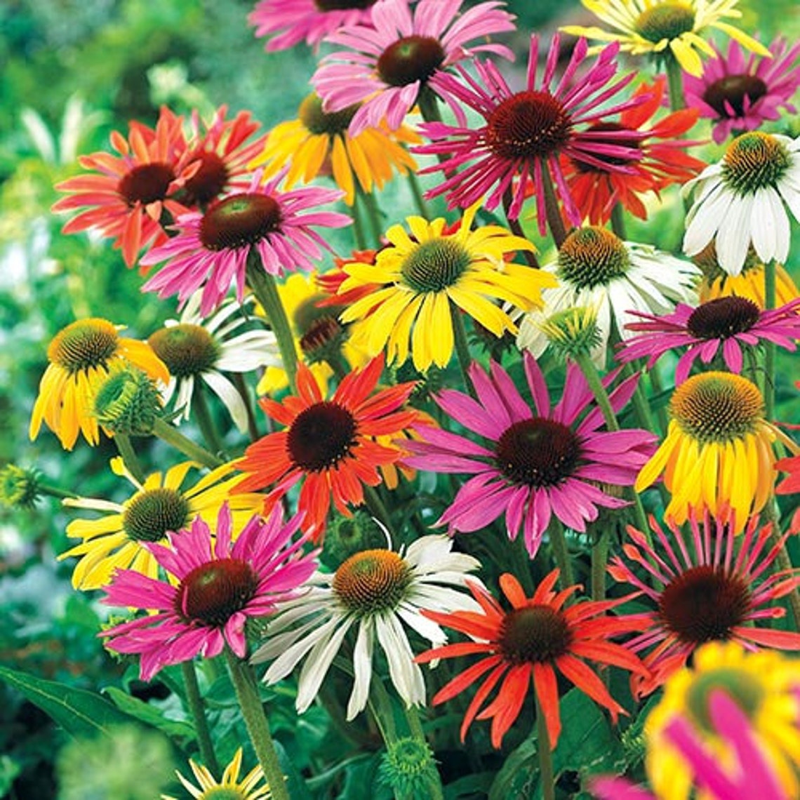 Coneflower Mix (echinacea Mix) - Beautiful Colors - Etsy