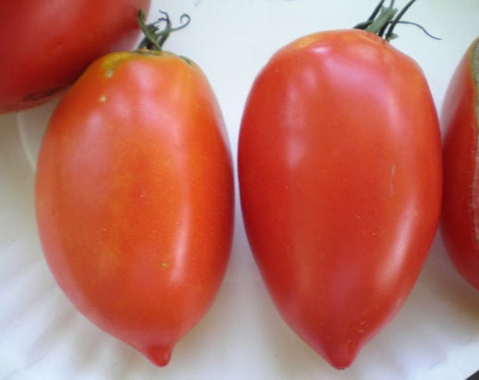 Amish Paste Heirloom Tomato Seeds - Etsy