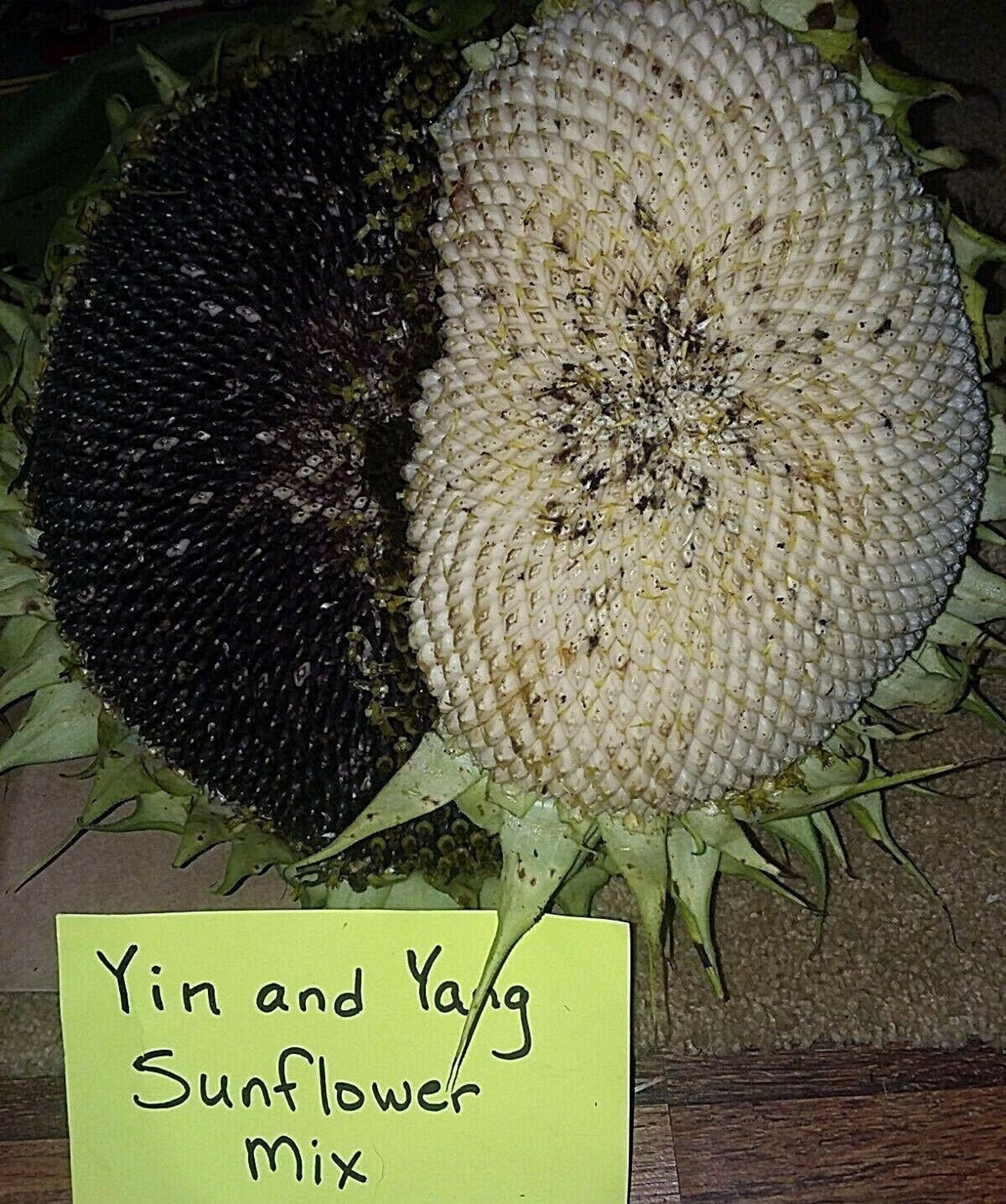 Yin & Yang Sunflower Seed Mix - Etsy