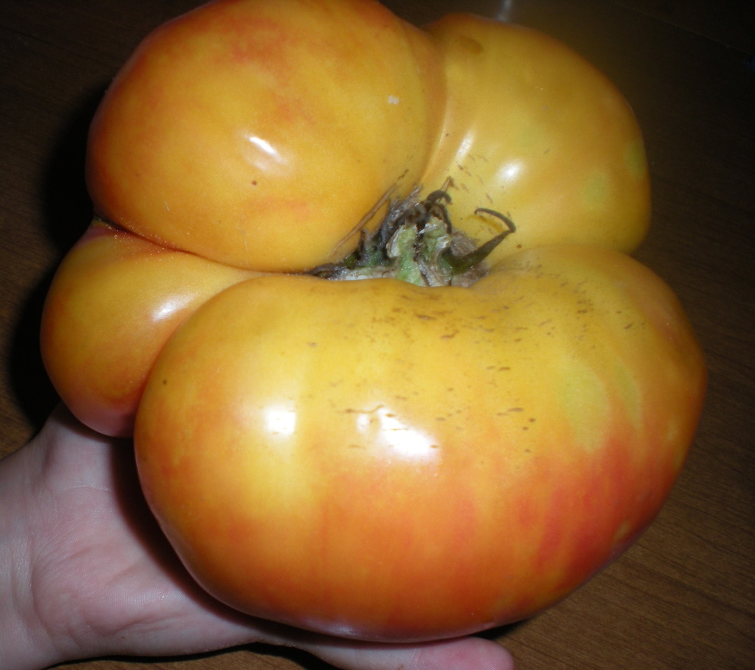 Yellow German Mammoth Tomato Seeds - Etsy