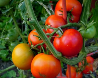 Heirloomsupplysuccess Heirloom Copia Tomato Seeds - Etsy