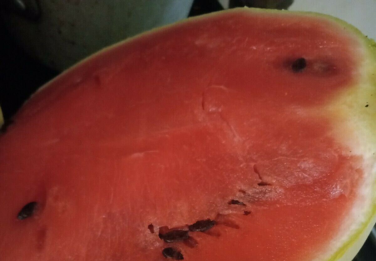 Halbert's White Honey Watermelon Seeds - Etsy