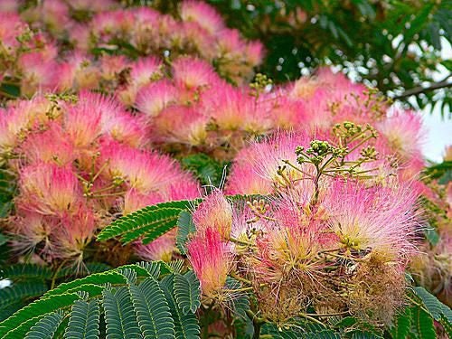 Silk Tree (mimosa Tree) Seeds (hummingbird Favorite) - Etsy